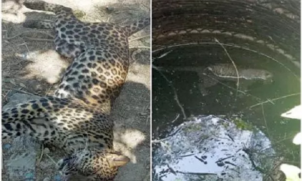The news of a leopard falling into a well has once again surfaced from ...