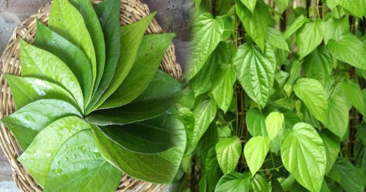 औषधीय गुणों से भरपूर होता है पान का पत्ता, सेहत के लिए वरदान है