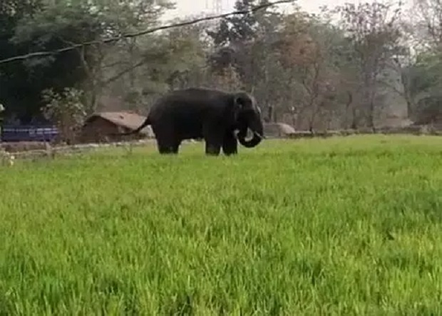 Elephants are continuously damaging the crops.