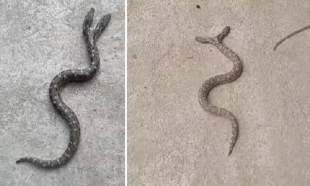 Two-faced snake seen in Balod