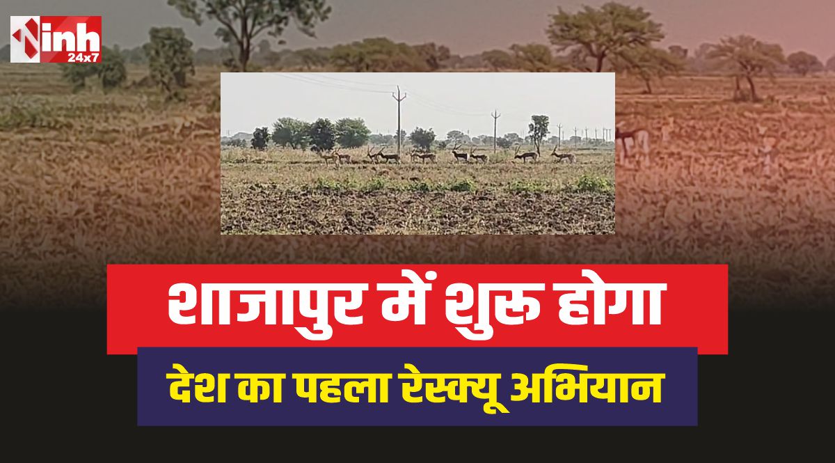 Shajapur Rescue : शाजापुर में शुरू होगा देश का पहला ब्लैकबक और नीलगाय ...